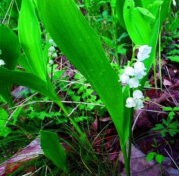 ljekovito bilje - Hrvatska enciklopedija