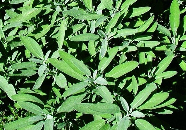 ljekovito bilje - Hrvatska enciklopedija