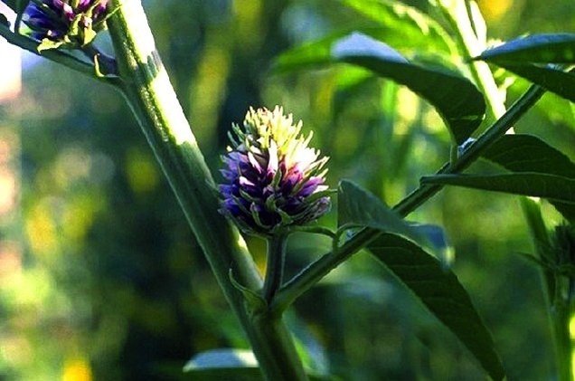 ljekovito bilje - Hrvatska enciklopedija