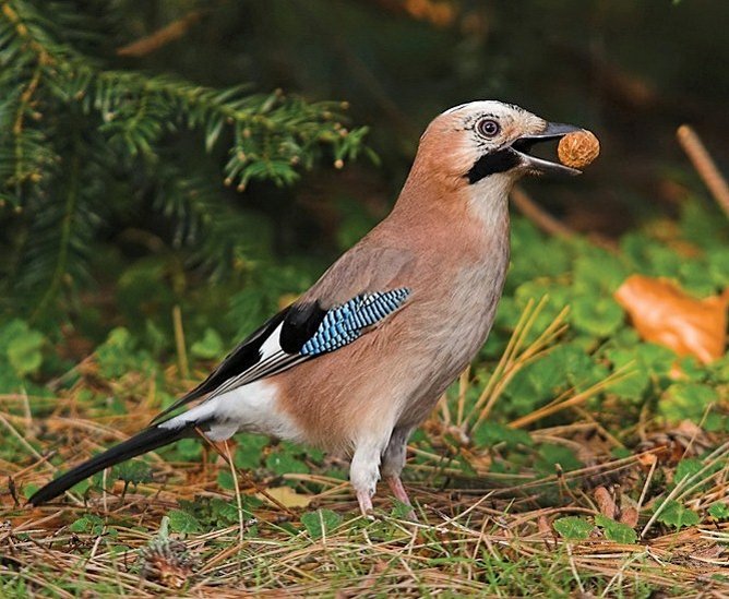 ptice - Hrvatska enciklopedija