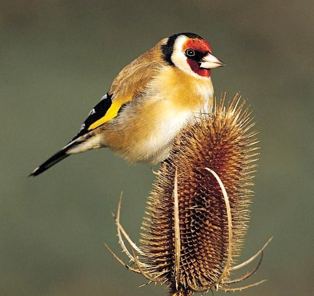 ptice - Hrvatska enciklopedija