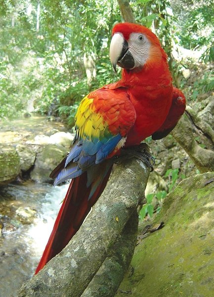 ptice - Hrvatska enciklopedija