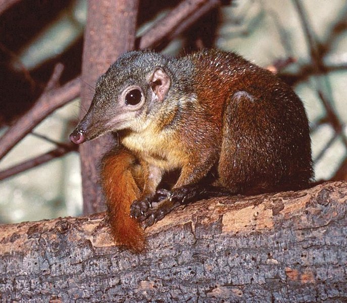 sisavci - Hrvatska enciklopedija