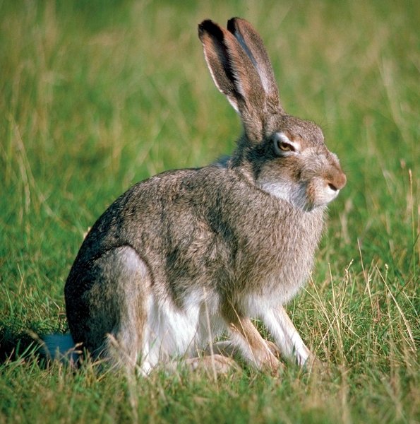 sisavci - Hrvatska enciklopedija