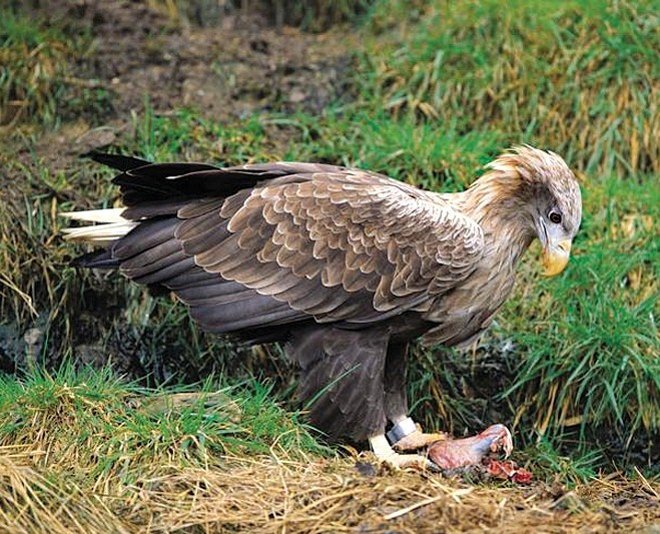 ptice - Hrvatska enciklopedija