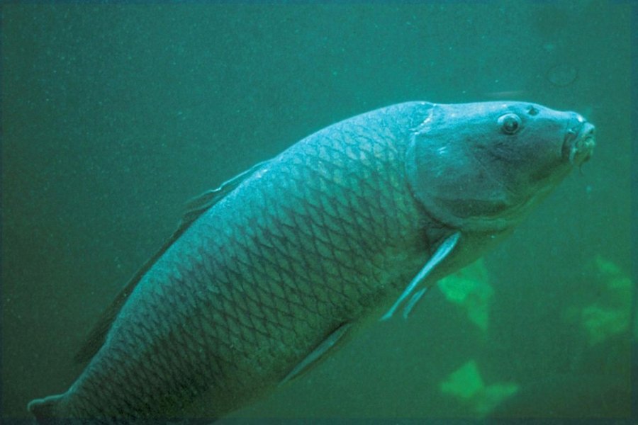 ribe - Hrvatska enciklopedija