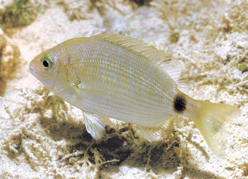 ribe - Hrvatska enciklopedija