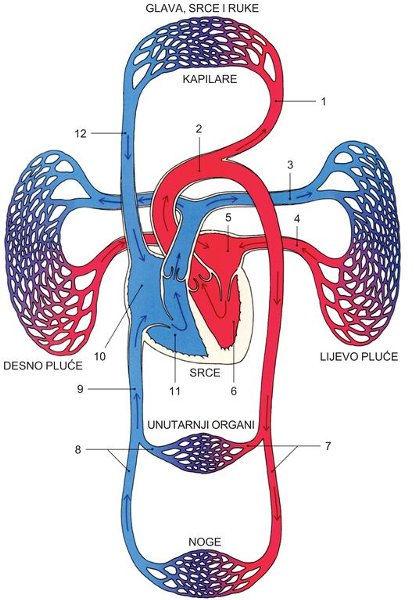 krvni optok - Hrvatska enciklopedija