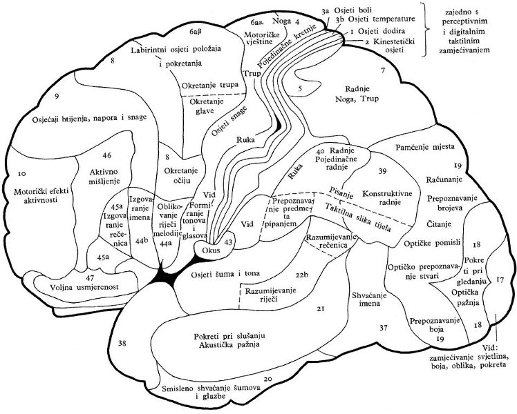 mozak - Hrvatska enciklopedija