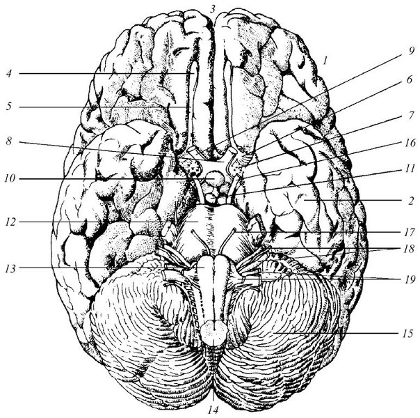 mozak - Hrvatska enciklopedija